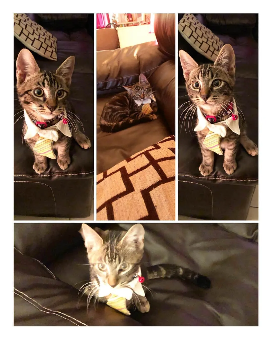 My cat is going to work - QooApp User Notes