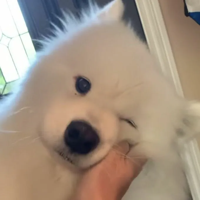 #1939708 - QooApp Q蛋筆記